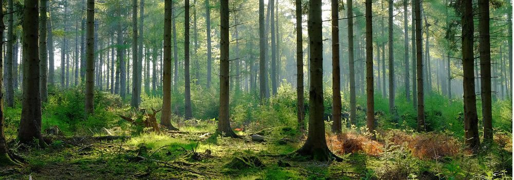 World Environment Day: Modern technologies like Big Data can curb pollution